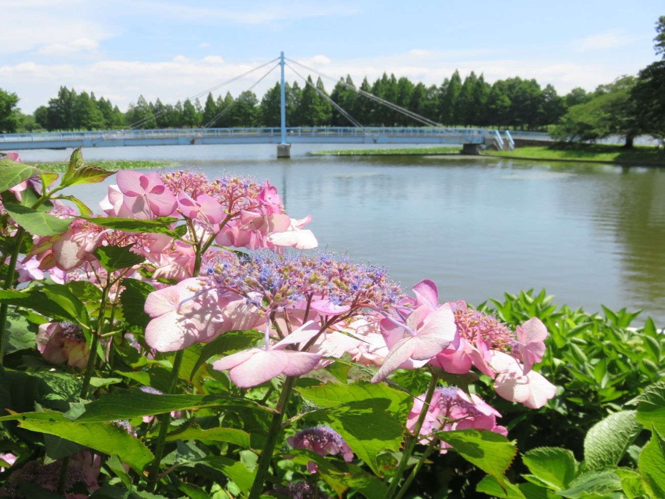 初夏の水元公園: VIVA★HAMBO