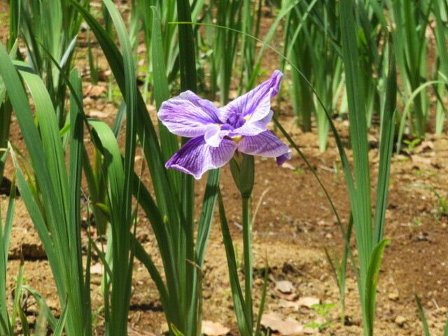 新緑の水元公園: VIVA★HAMBO