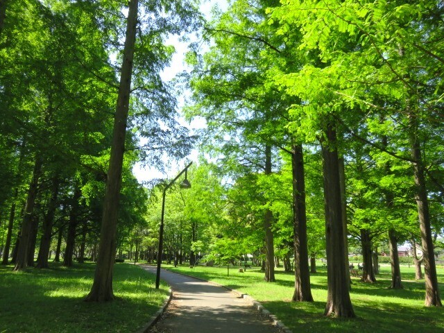 新緑の水元公園: VIVA★HAMBO