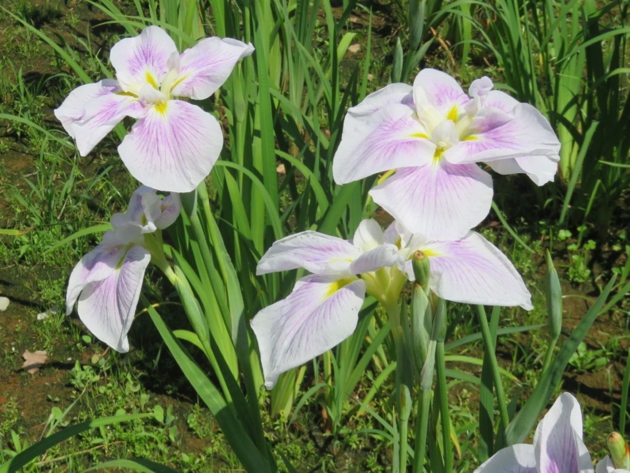 初夏の水元公園: VIVA★HAMBO