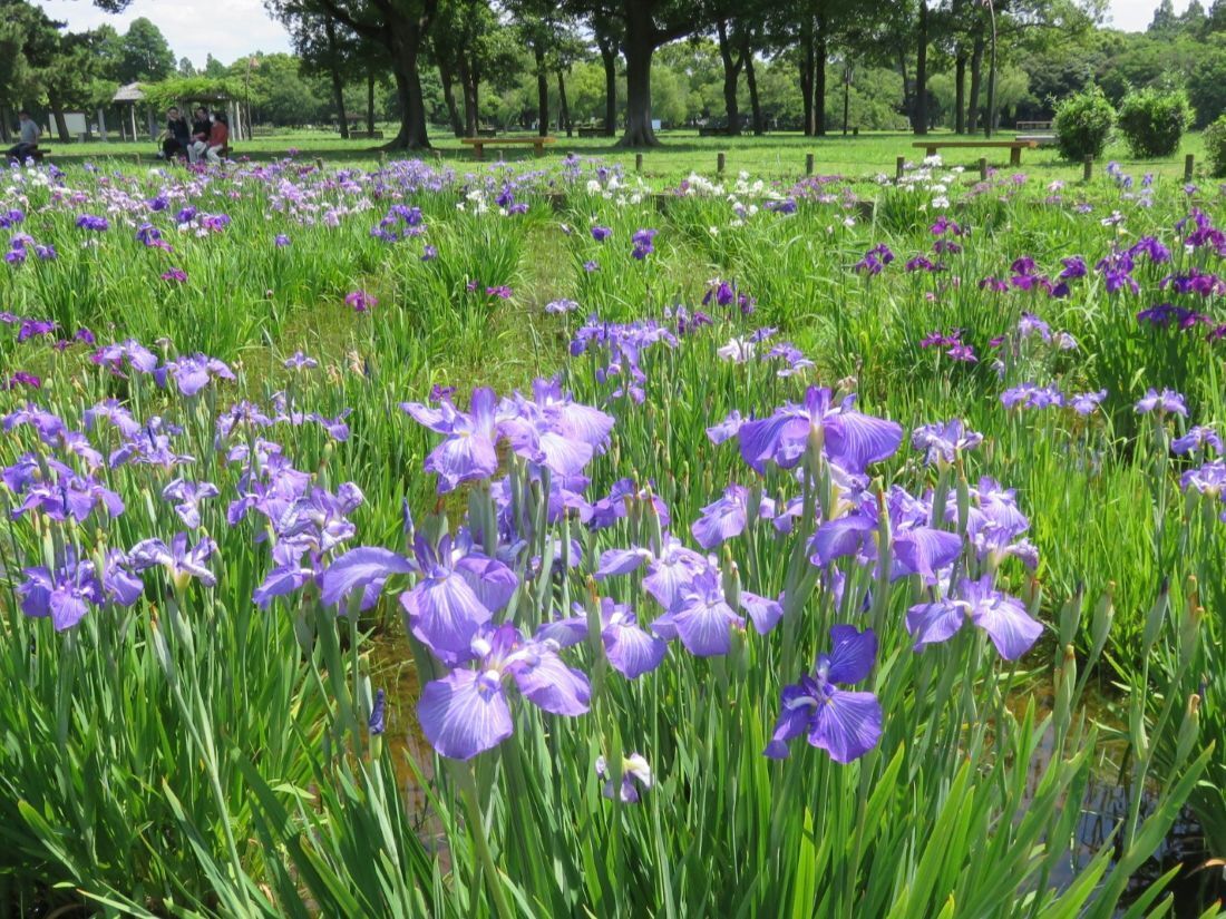 初夏の水元公園: VIVA★HAMBO